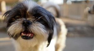 Hond die gromt hapt jankt of plast - Zephalinda Hondengedragsdeskundige